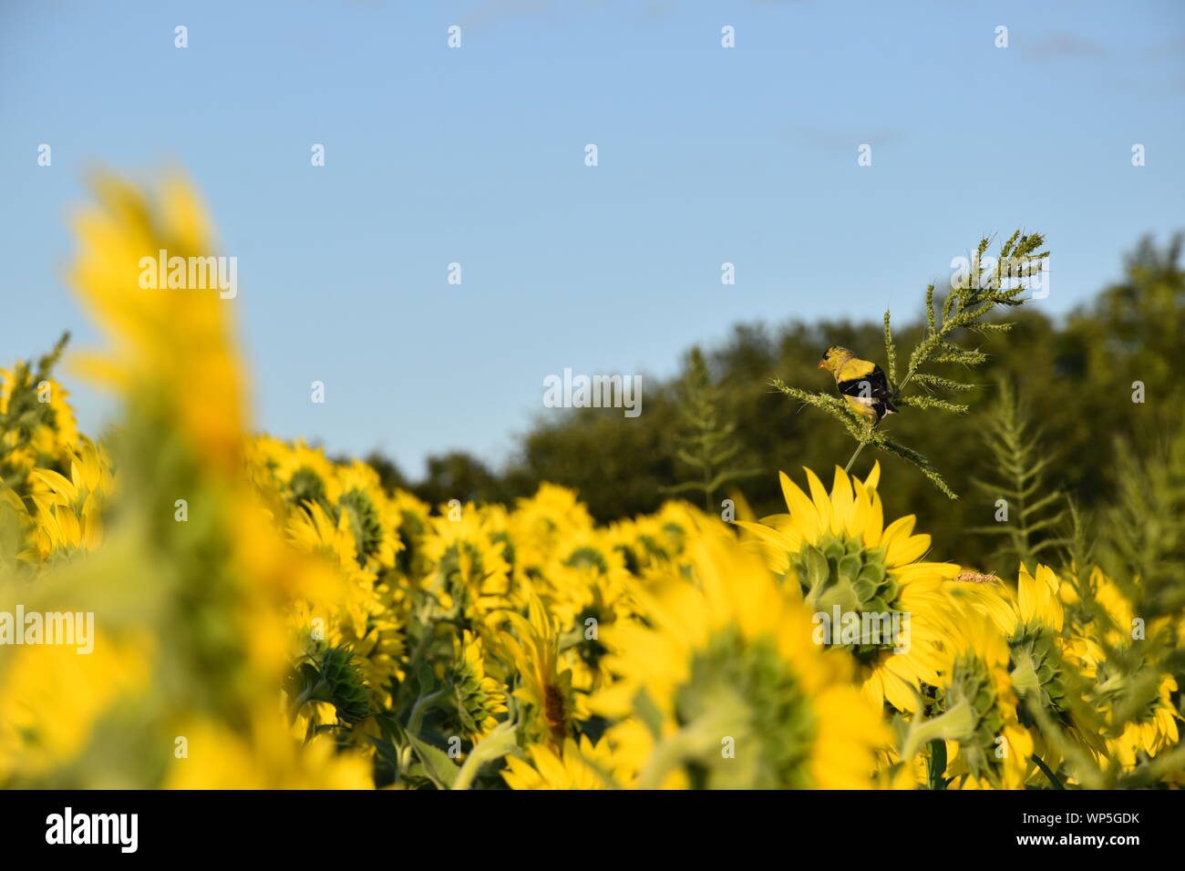 Sunflowers in the sunflower field at the famous Colby Farms in ...
