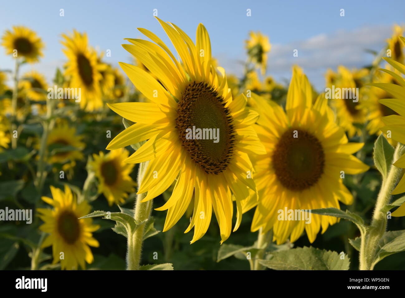 Sunflowers in the sunflower field at the famous Colby Farms in ...