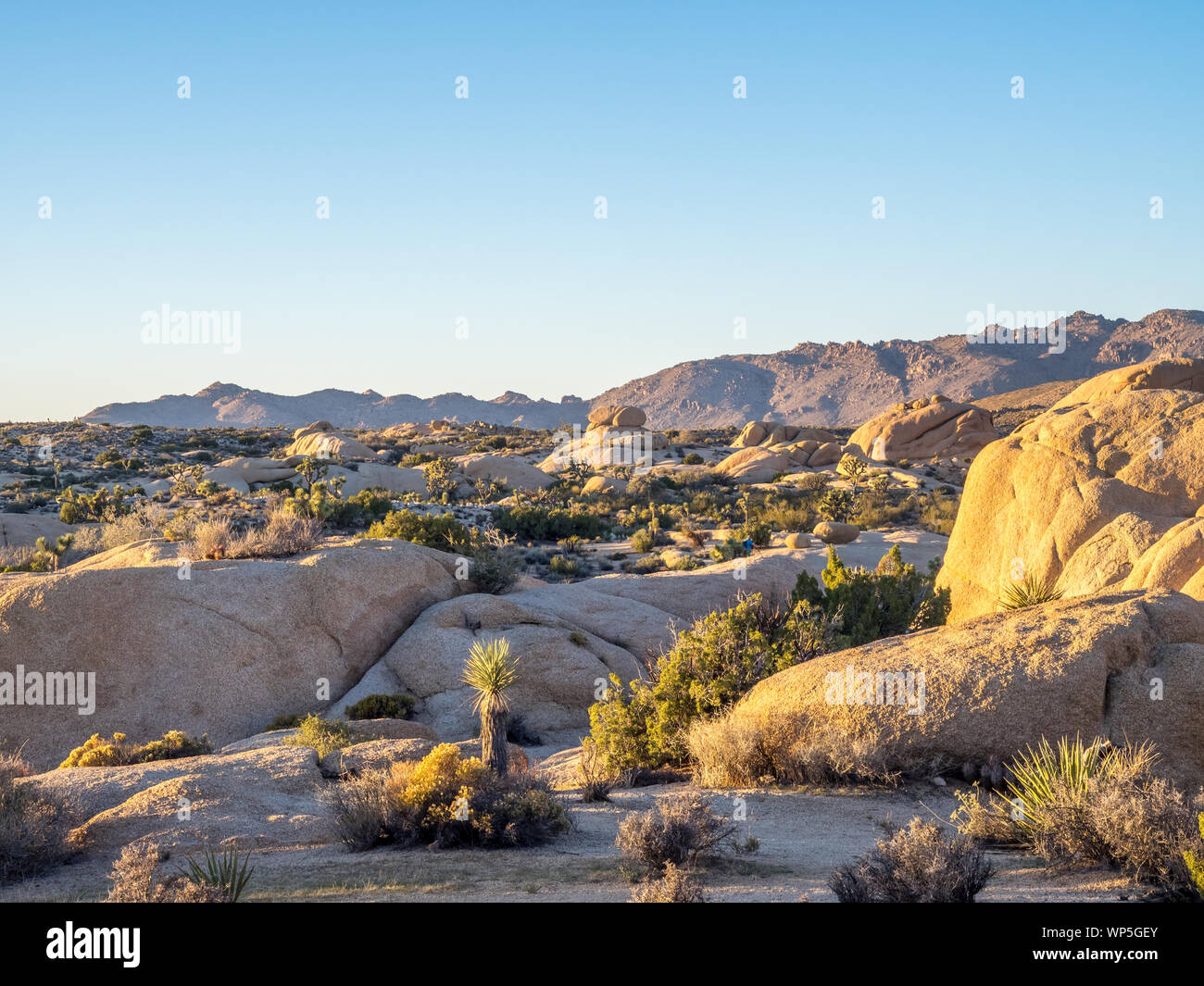Landscape in Joshua Tree National Park, California, USA, where the ...