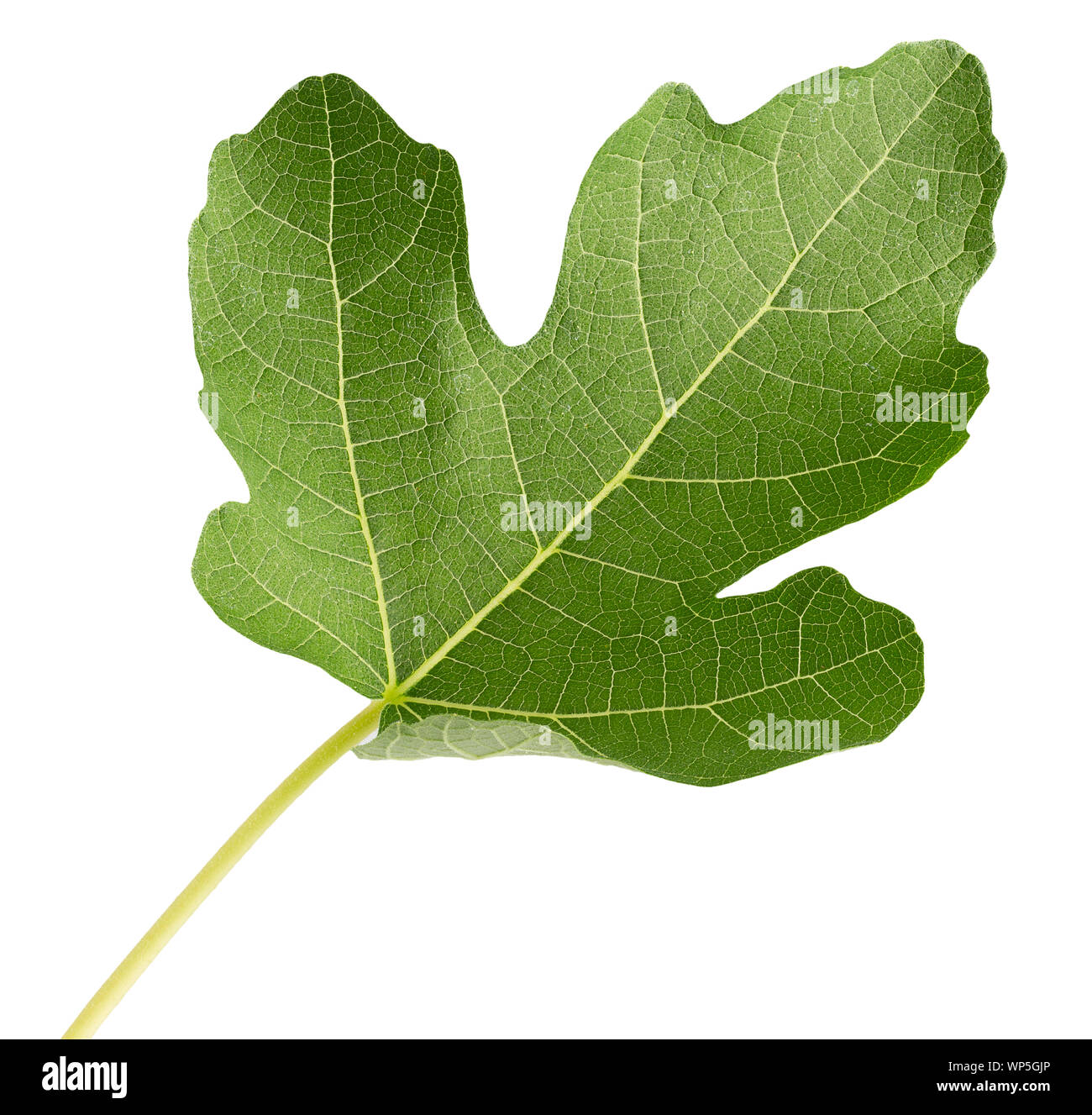 fig leaf isolated on a white background Stock Photo - Alamy