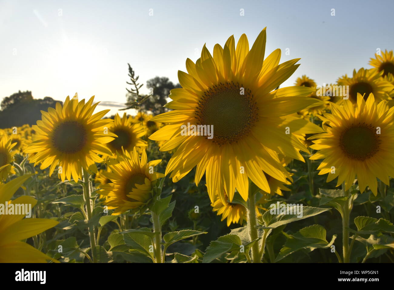 Sunflowers in the sunflower field at the famous Colby Farms in ...