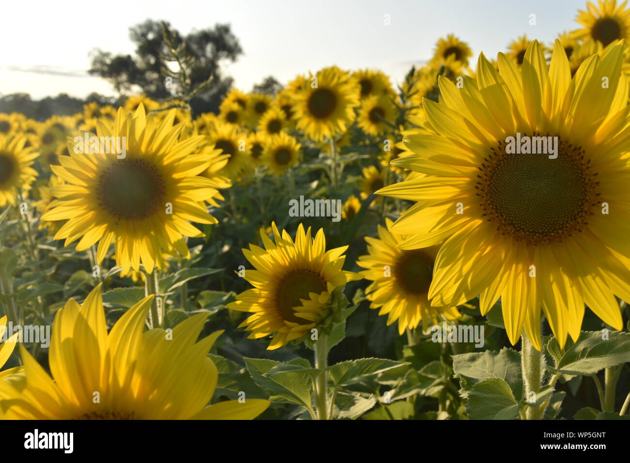 Sunflowers in the sunflower field at the famous Colby Farms in ...