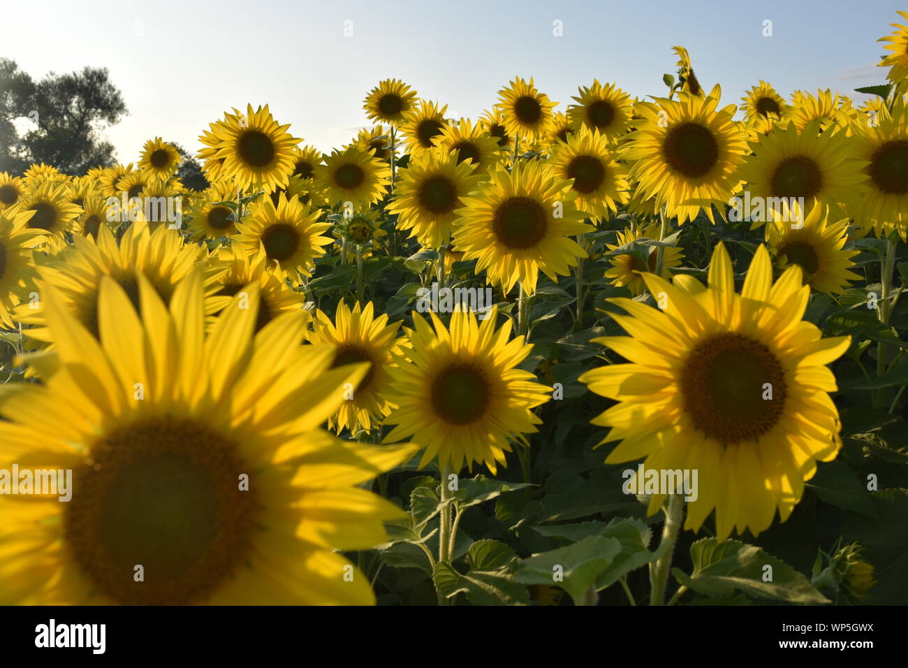 Sunflowers in the sunflower field at the famous Colby Farms in ...