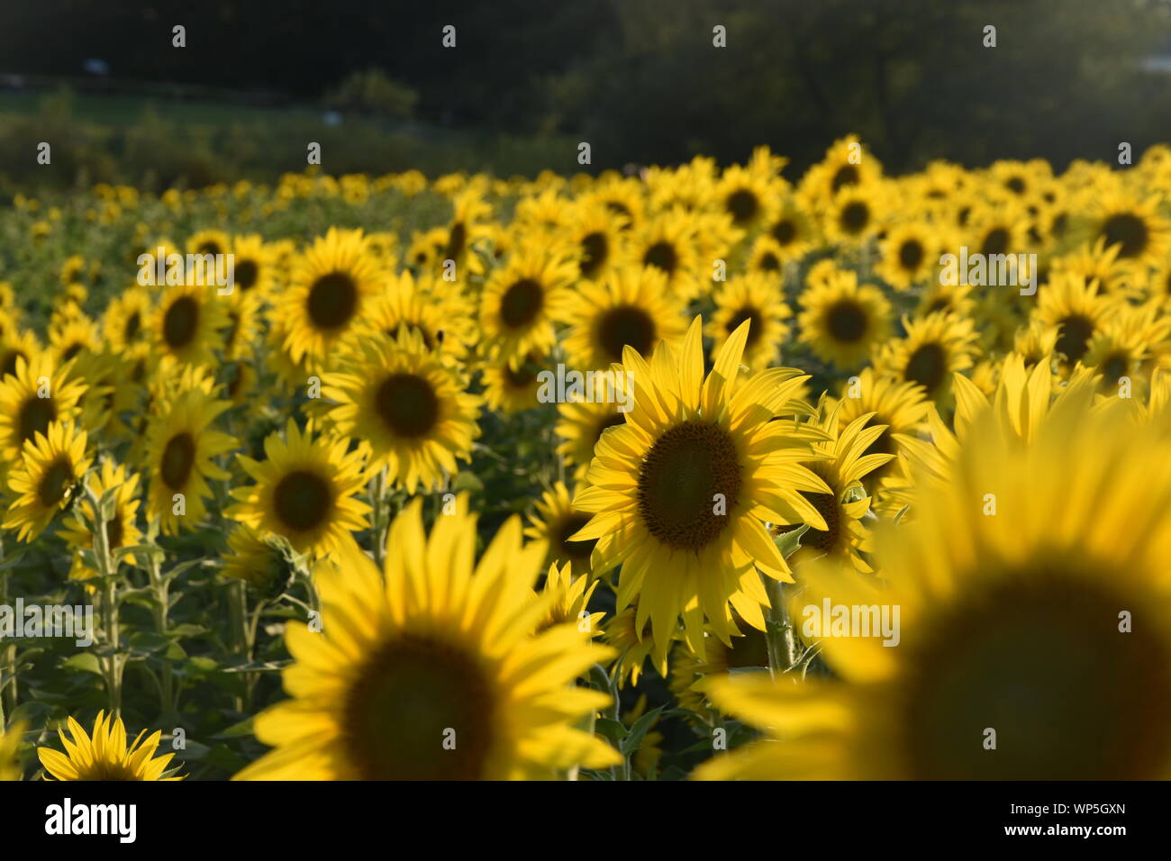 Sunflowers in the sunflower field at the famous Colby Farms in ...