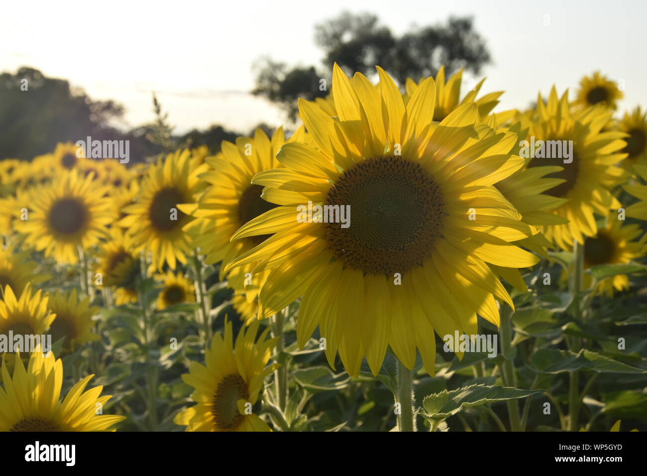 Sunflowers in the sunflower field at the famous Colby Farms in ...
