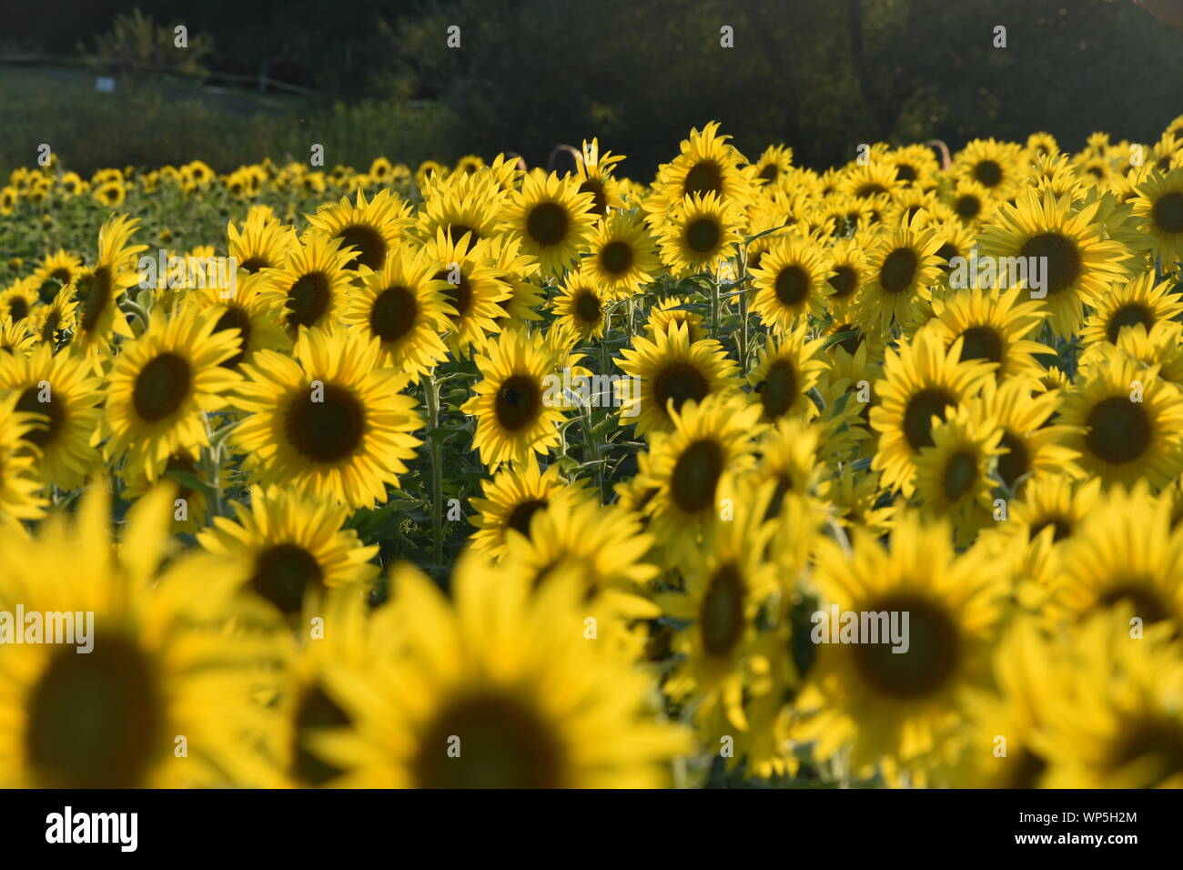 Sunflowers in the sunflower field at the famous Colby Farms in ...