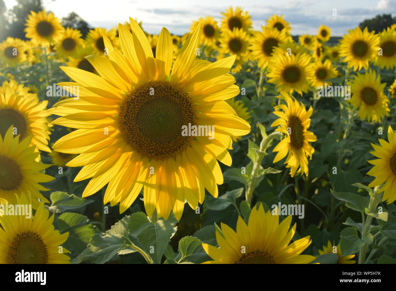 Sunflowers in the sunflower field at the famous Colby Farms in ...