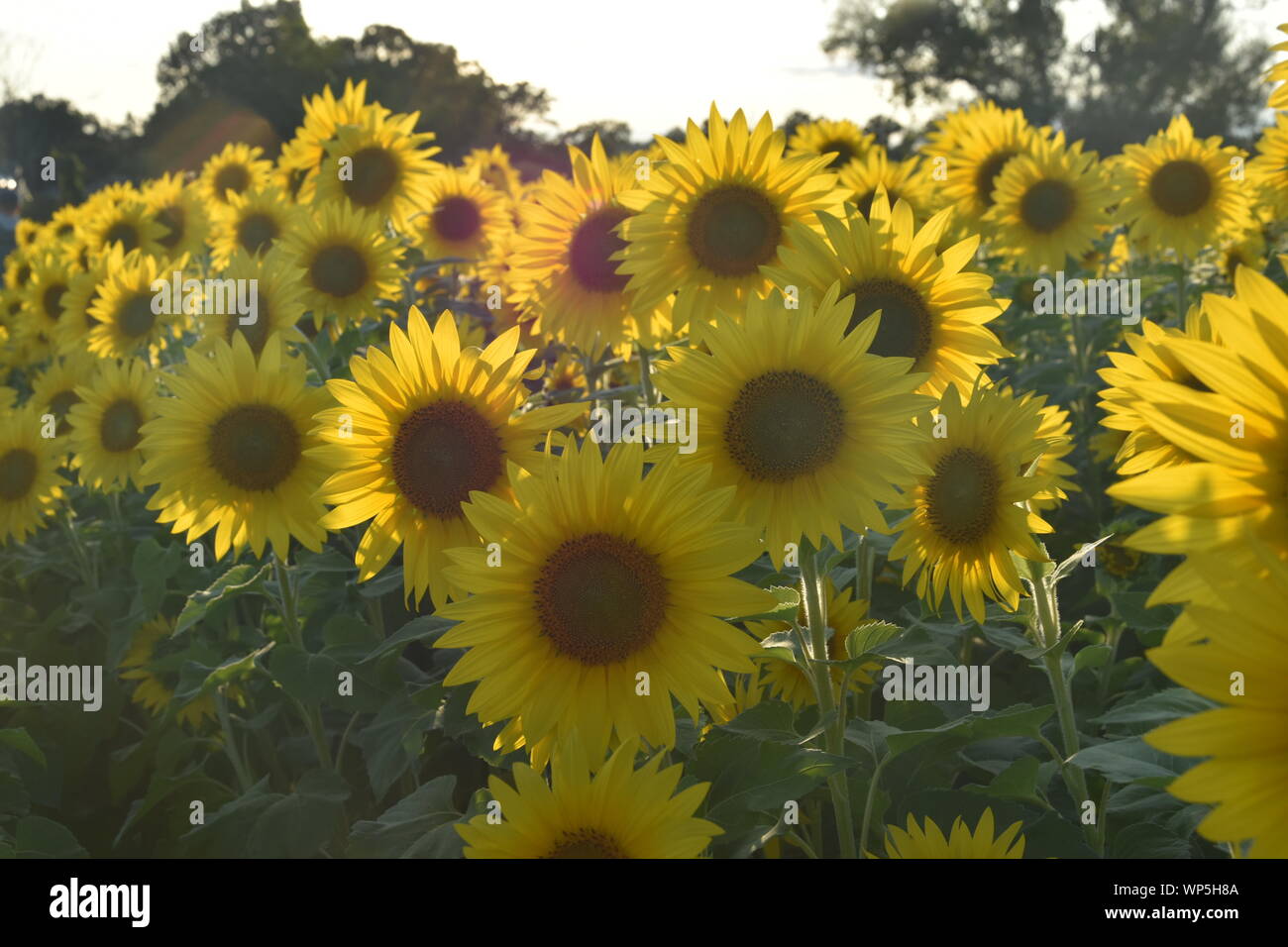 Sunflowers in the sunflower field at the famous Colby Farms in ...