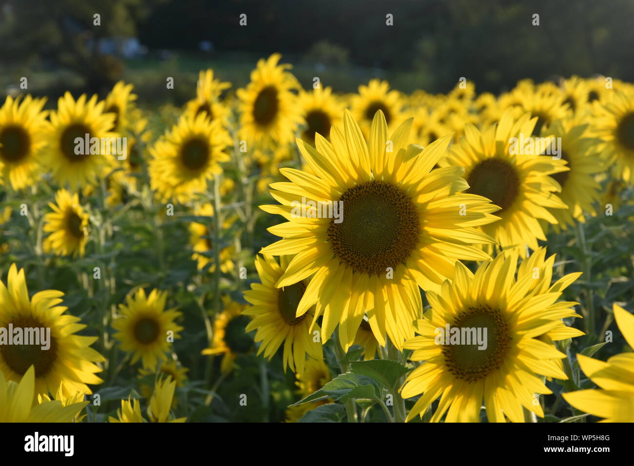 Sunflowers in the sunflower field at the famous Colby Farms in ...
