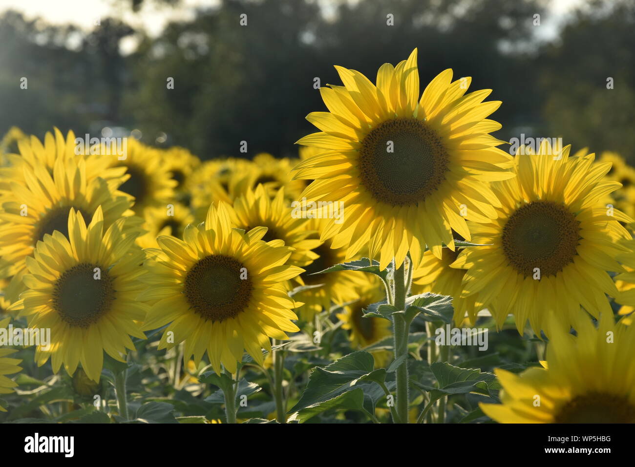 Sunflowers in the sunflower field at the famous Colby Farms in ...