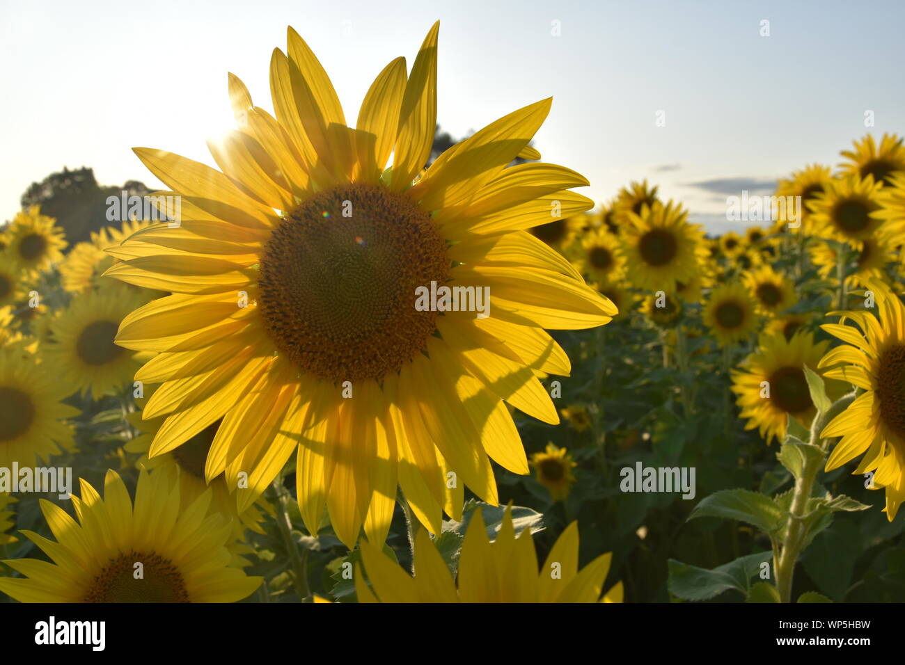Sunflowers in the sunflower field at the famous Colby Farms in ...