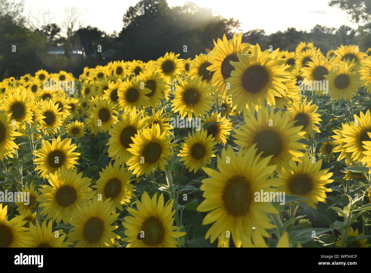 Sunflowers in the sunflower field at the famous Colby Farms in ...