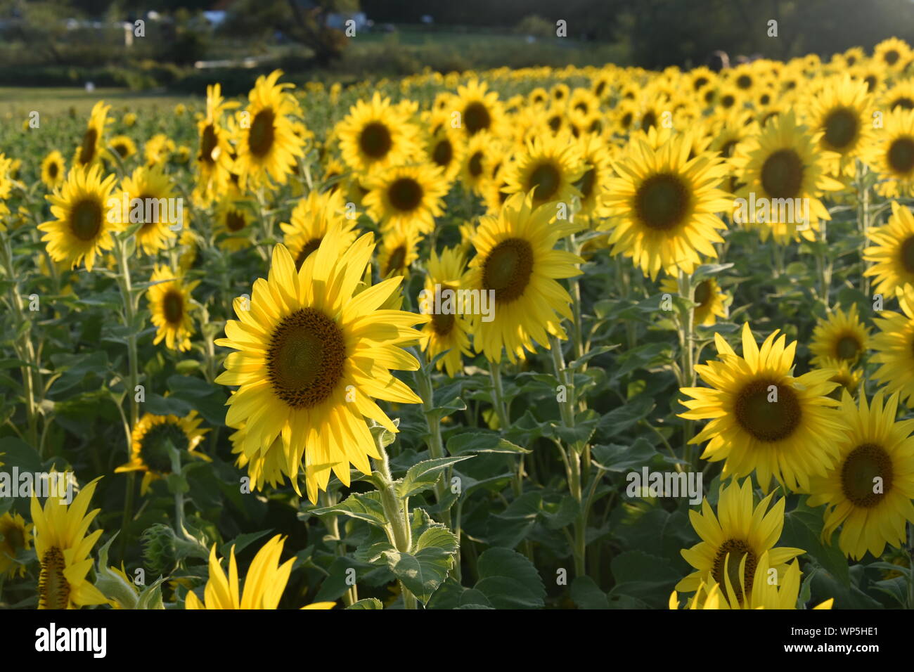 Sunflowers in the sunflower field at the famous Colby Farms in ...