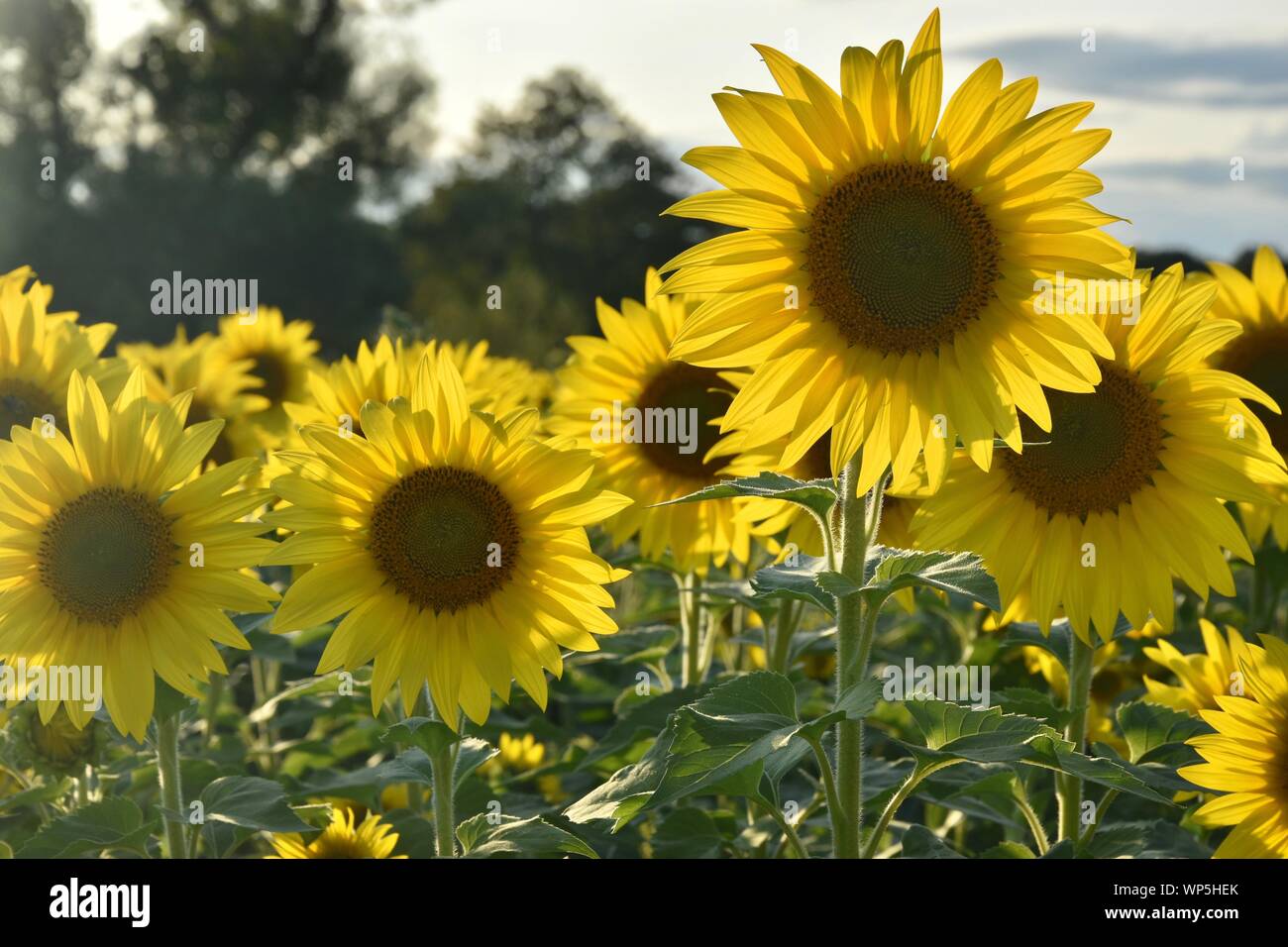 Sunflowers in the sunflower field at the famous Colby Farms in ...