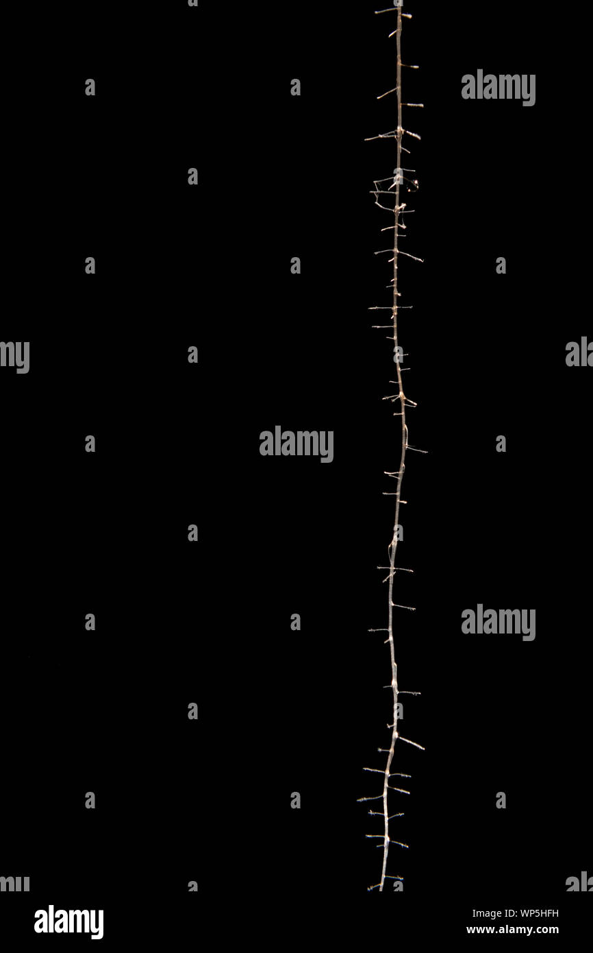 Detail of a plant root growing underground, breaking through the cave ...