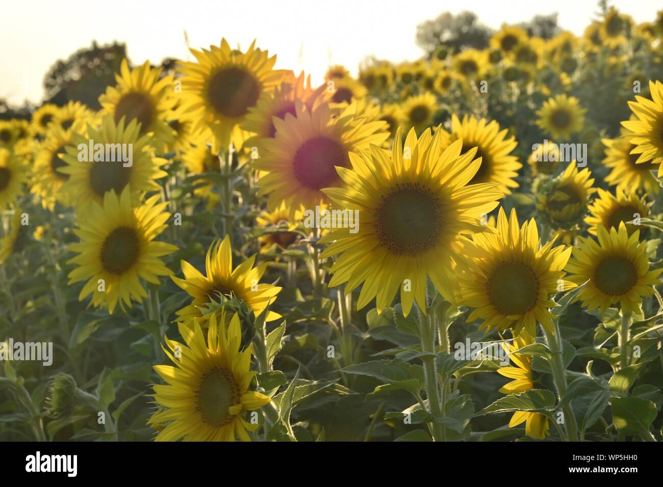 Sunflowers in the sunflower field at the famous Colby Farms in ...