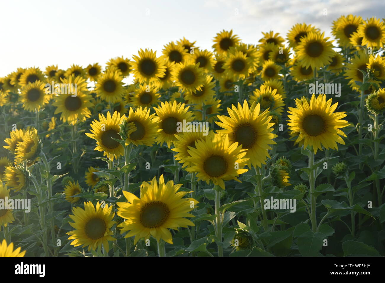 Sunflowers in the sunflower field at the famous Colby Farms in ...