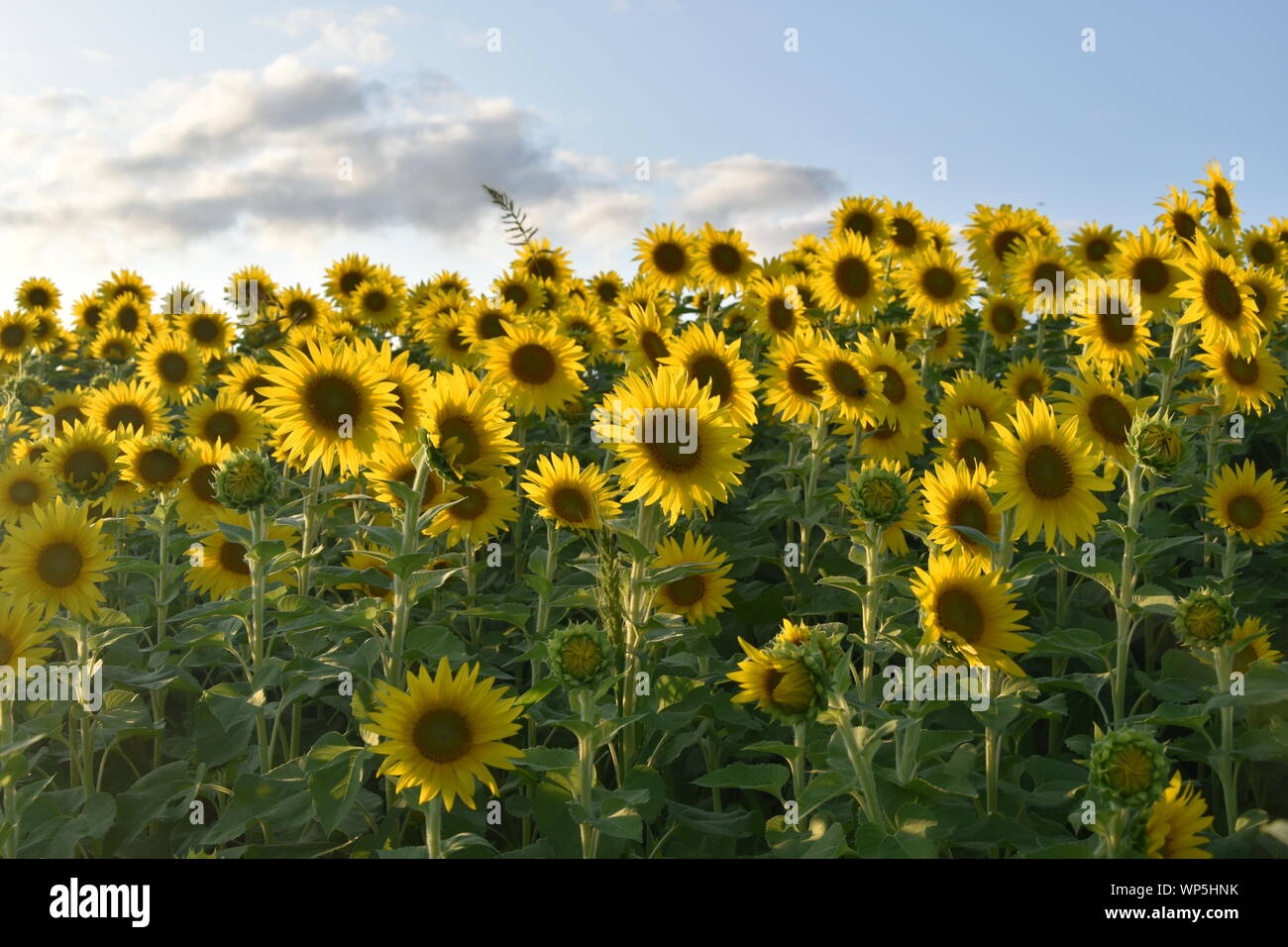 Sunflowers in the sunflower field at the famous Colby Farms in ...