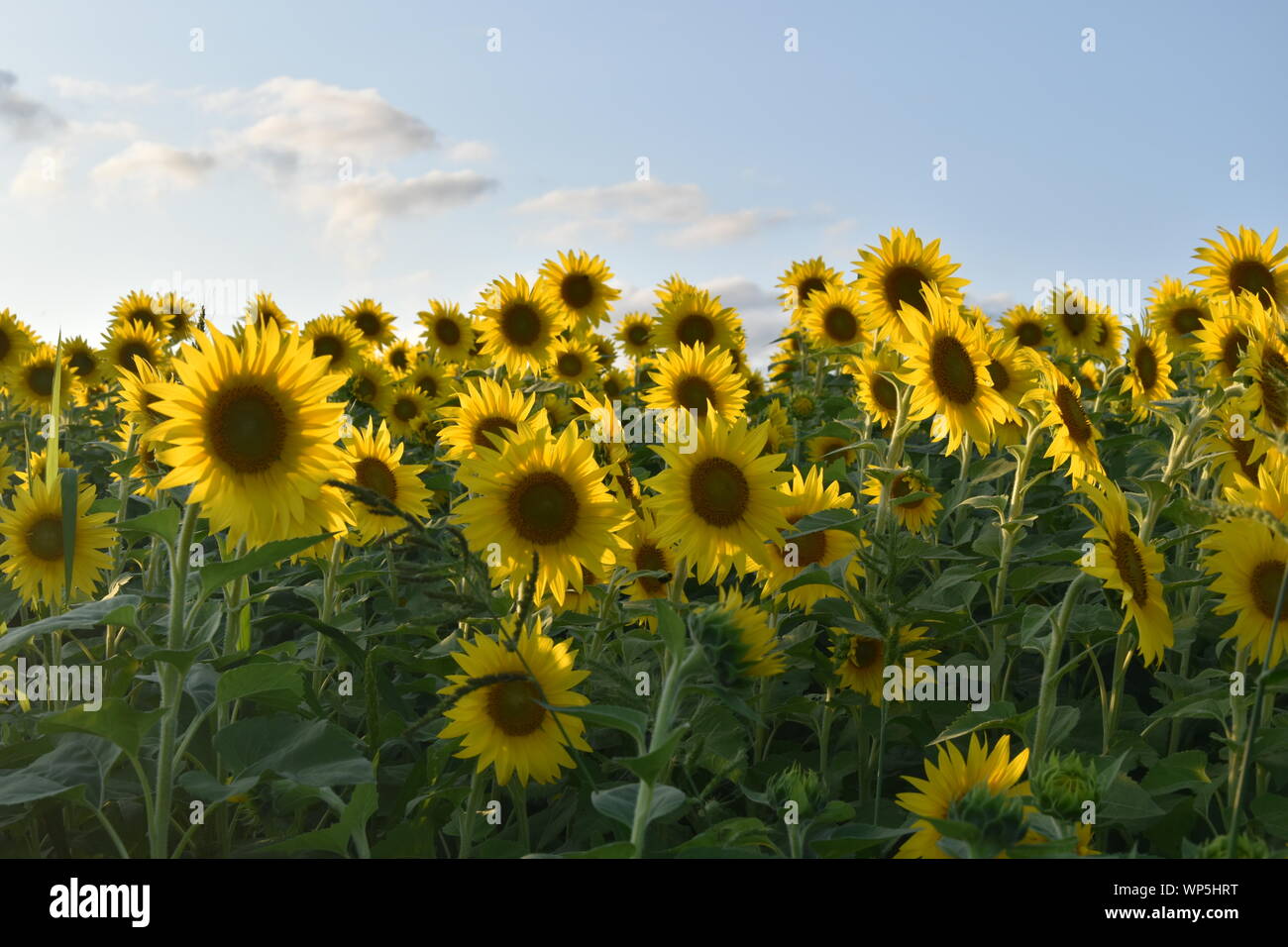 Sunflowers in the sunflower field at the famous Colby Farms in ...