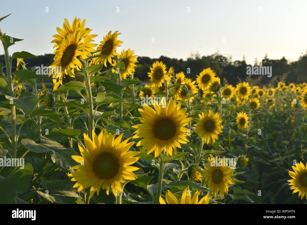 Sunflowers in the sunflower field at the famous Colby Farms in ...