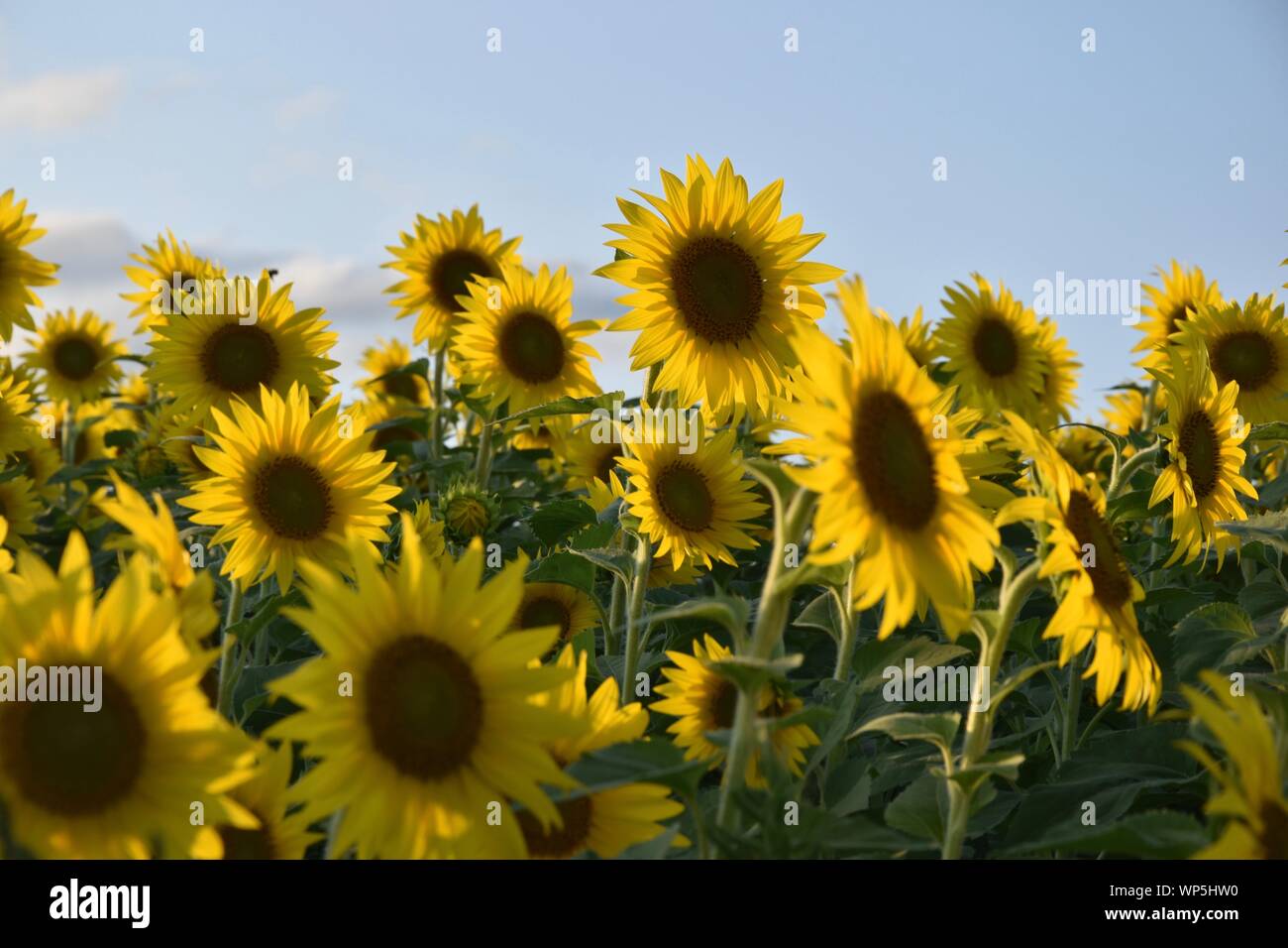 Sunflowers in the sunflower field at the famous Colby Farms in ...