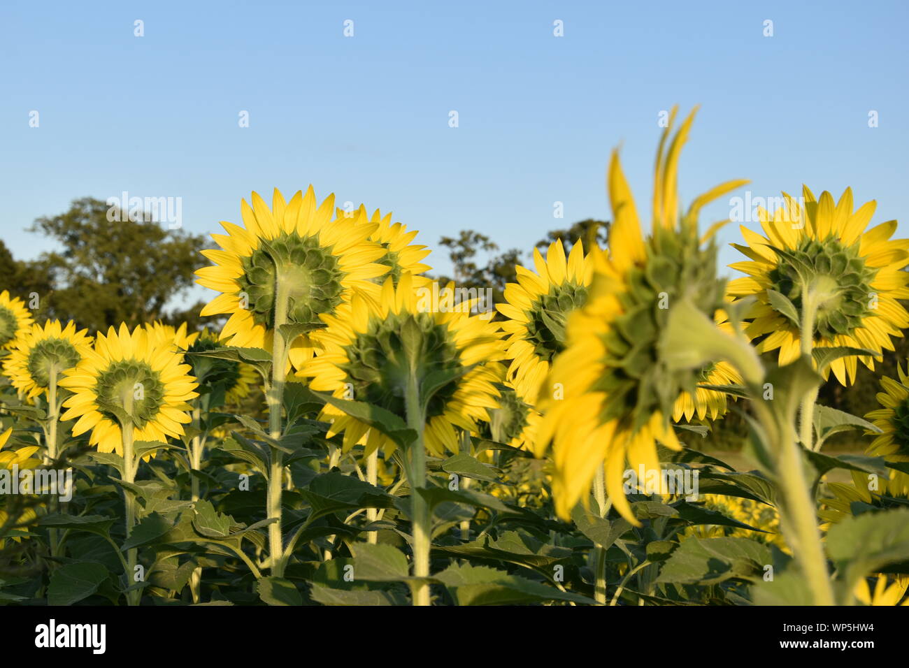 Sunflowers in the sunflower field at the famous Colby Farms in ...