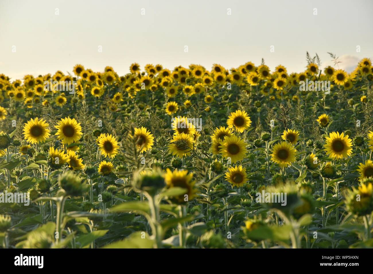 Sunflowers in the sunflower field at the famous Colby Farms in ...