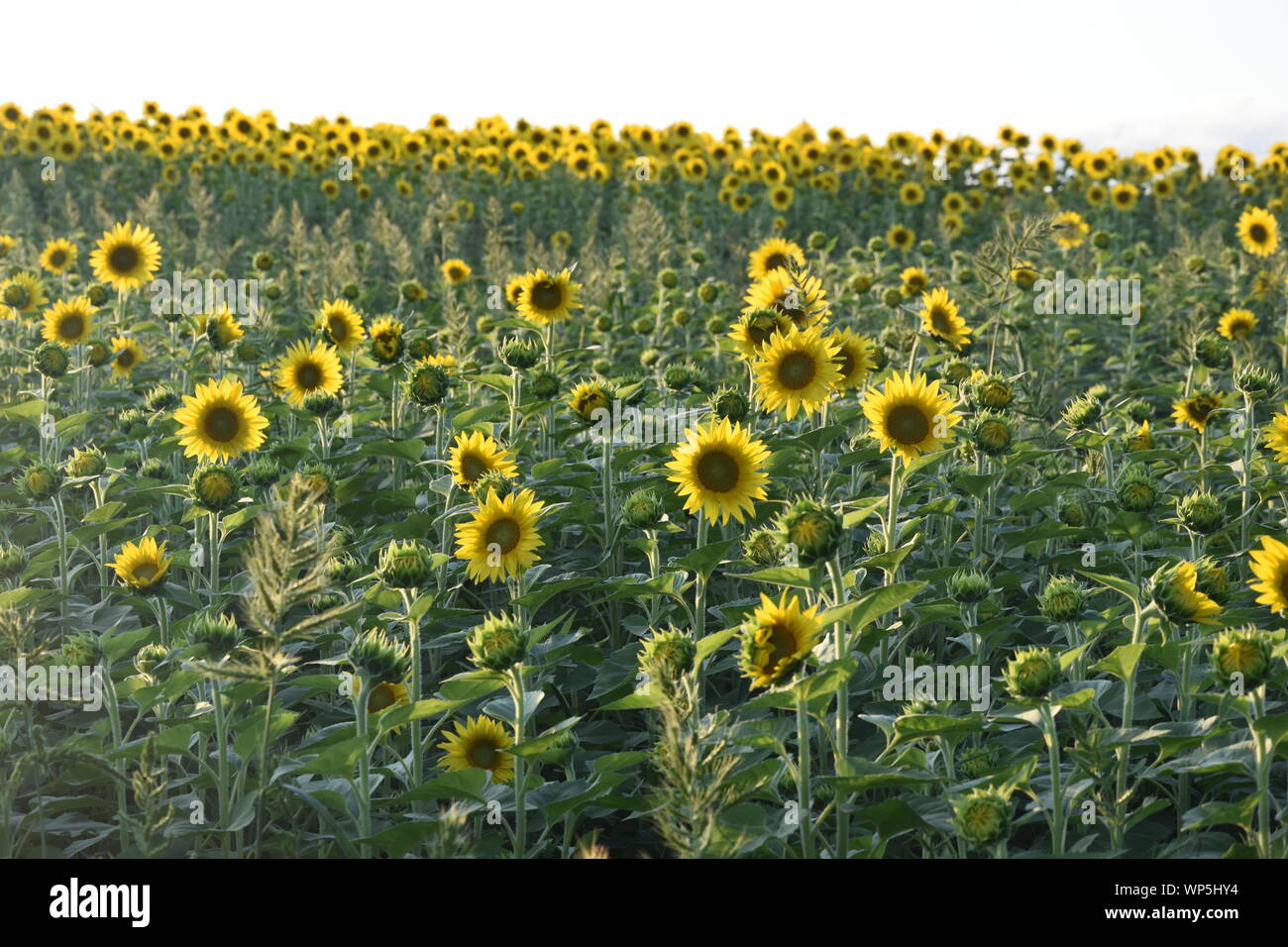 Sunflowers in the sunflower field at the famous Colby Farms in ...