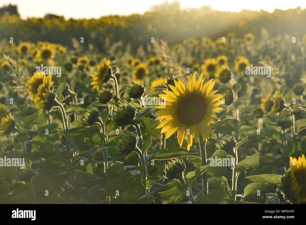 Sunflowers in the sunflower field at the famous Colby Farms in ...