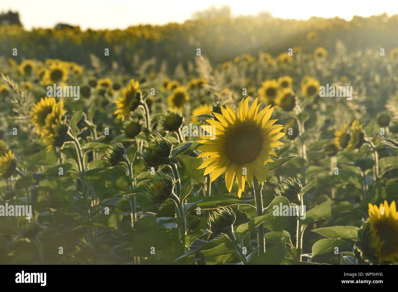 Sunflowers in the sunflower field at the famous Colby Farms in ...