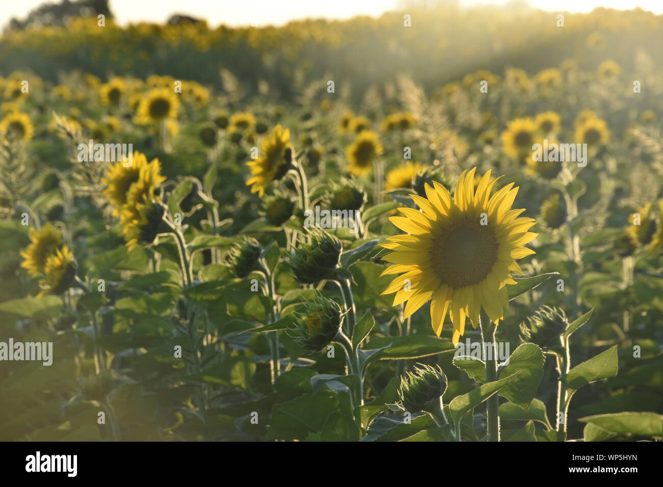 Sunflowers in the sunflower field at the famous Colby Farms in ...