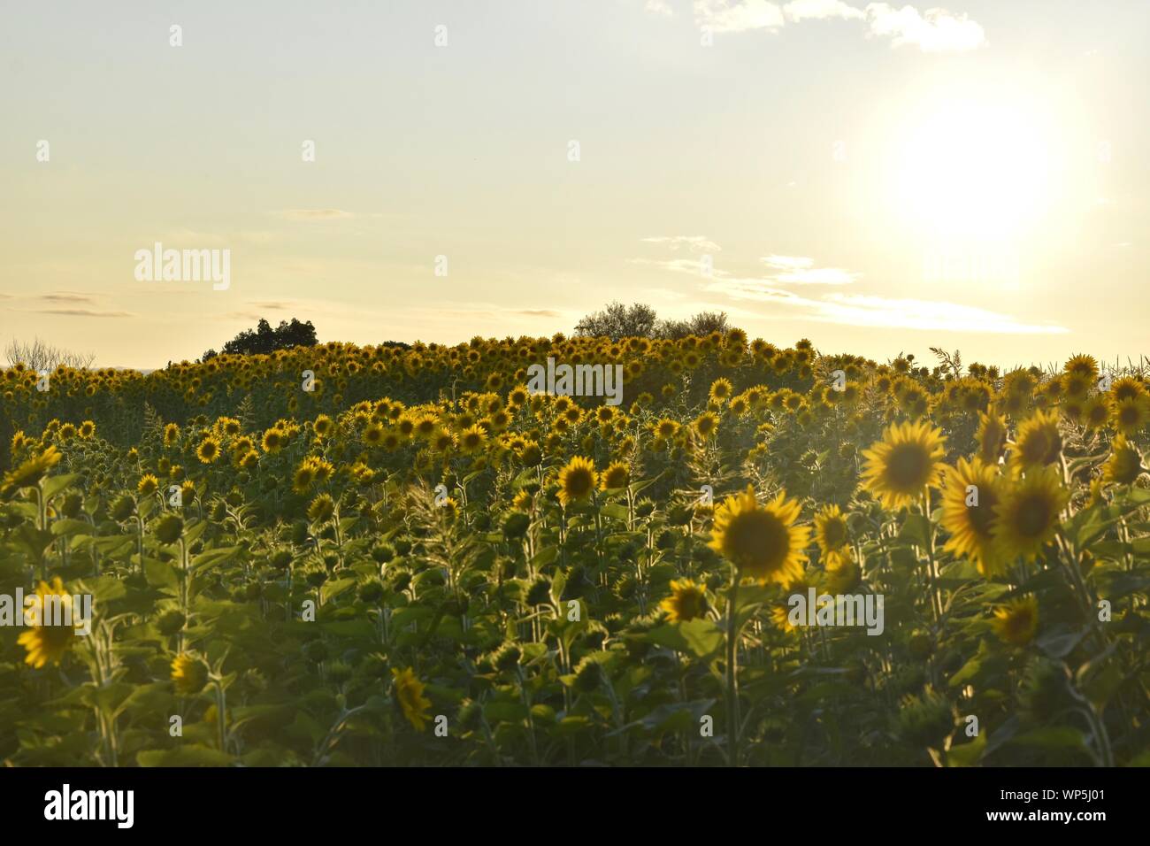 Sunflowers in the sunflower field at the famous Colby Farms in ...