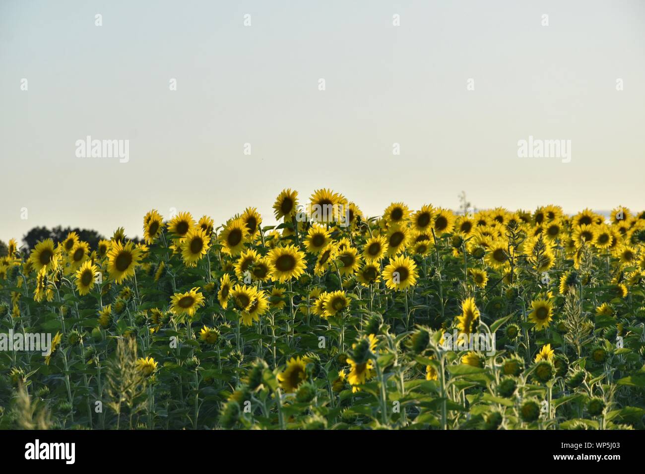 Sunflowers in the sunflower field at the famous Colby Farms in ...