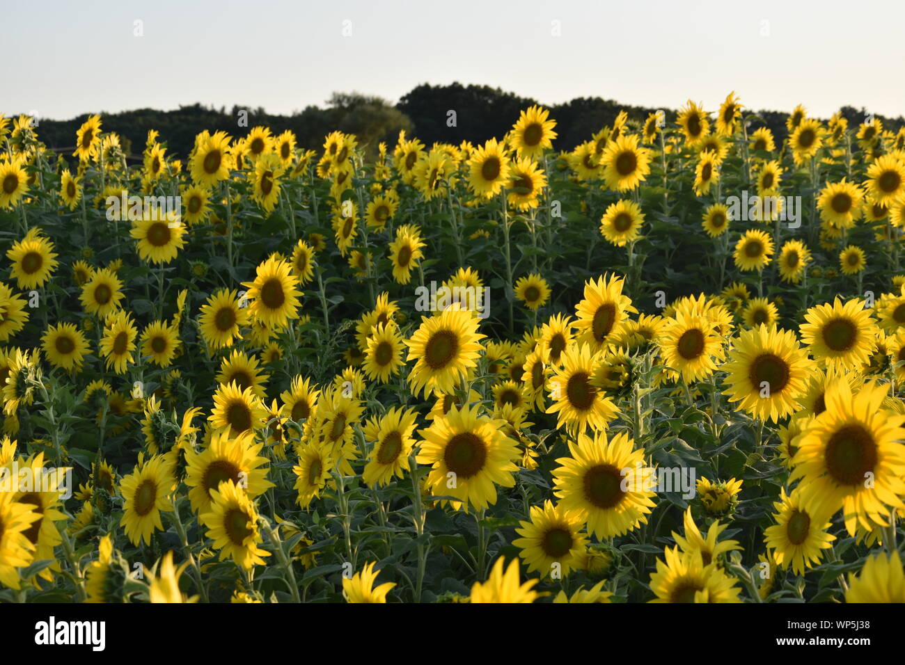 Sunflowers in the sunflower field at the famous Colby Farms in ...