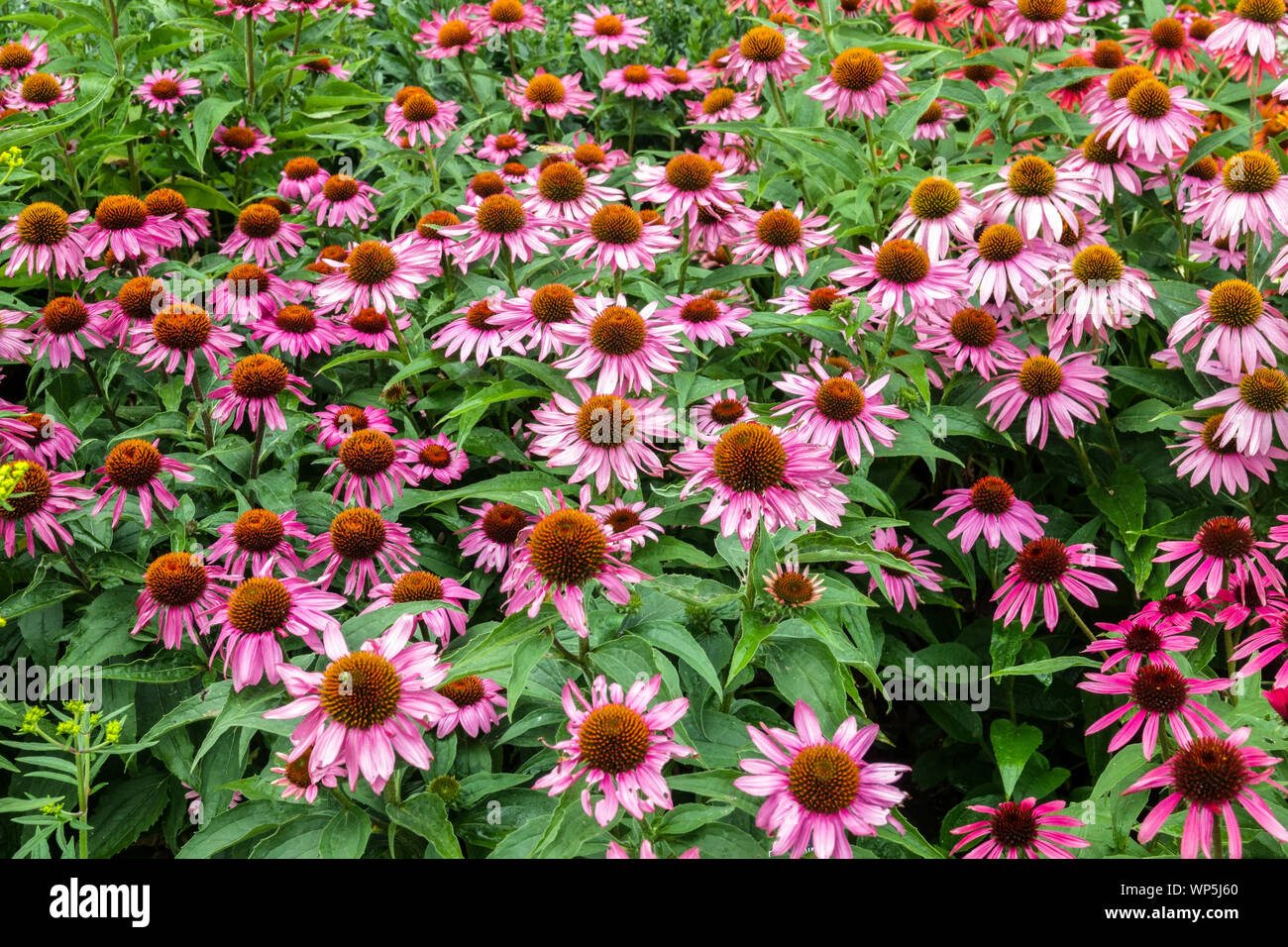 Summer garden border July flowers Echinacea "Cheyenne Spirit" Purple ...