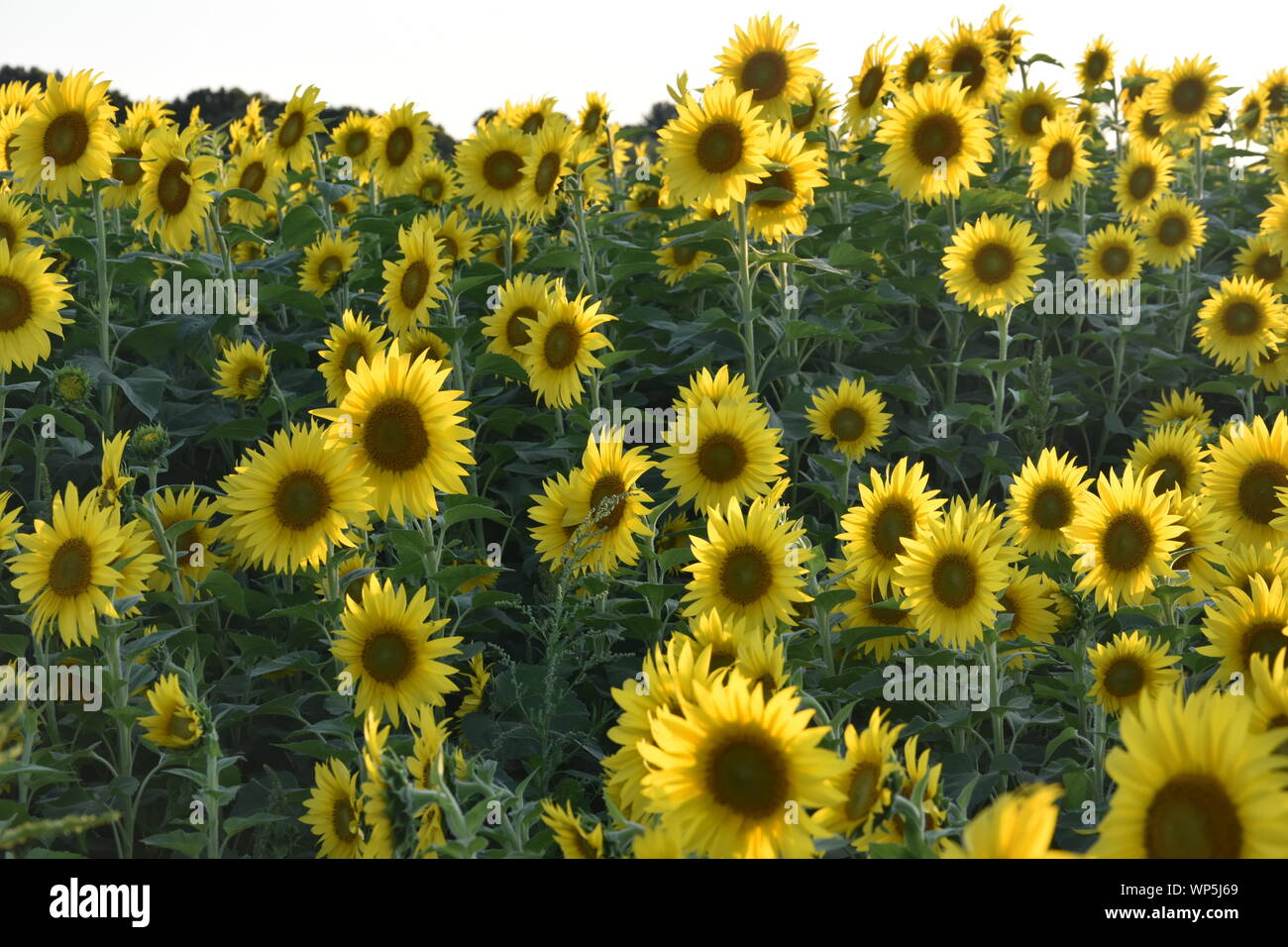 Sunflowers in the sunflower field at the famous Colby Farms in ...