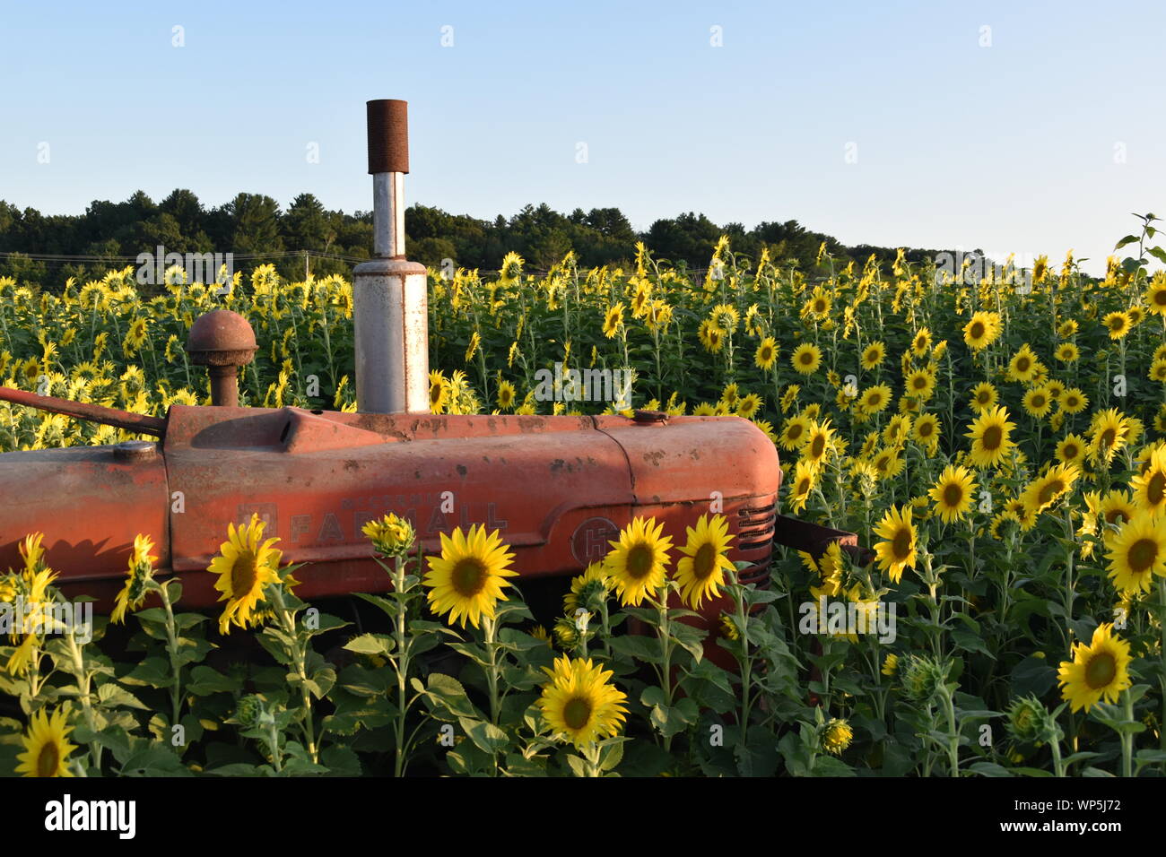 Sunflowers in the sunflower field at the famous Colby Farms in ...