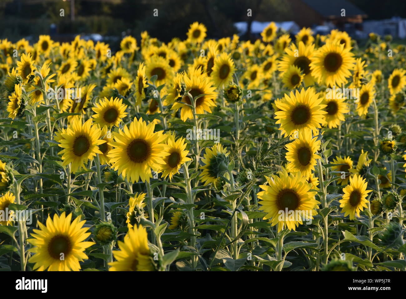 Sunflowers in the sunflower field at the famous Colby Farms in ...