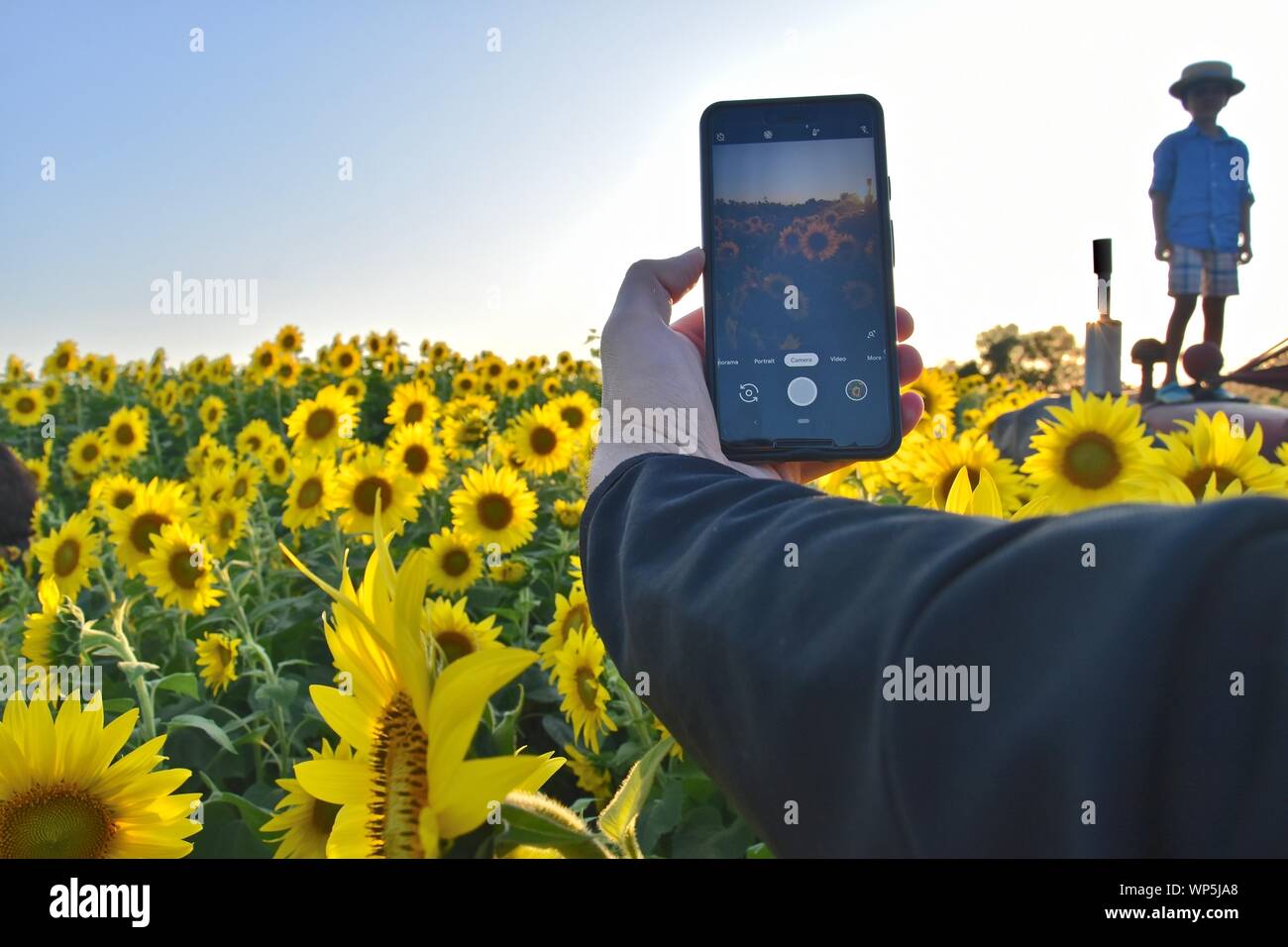 Sunflowers in the sunflower field at the famous Colby Farms in ...