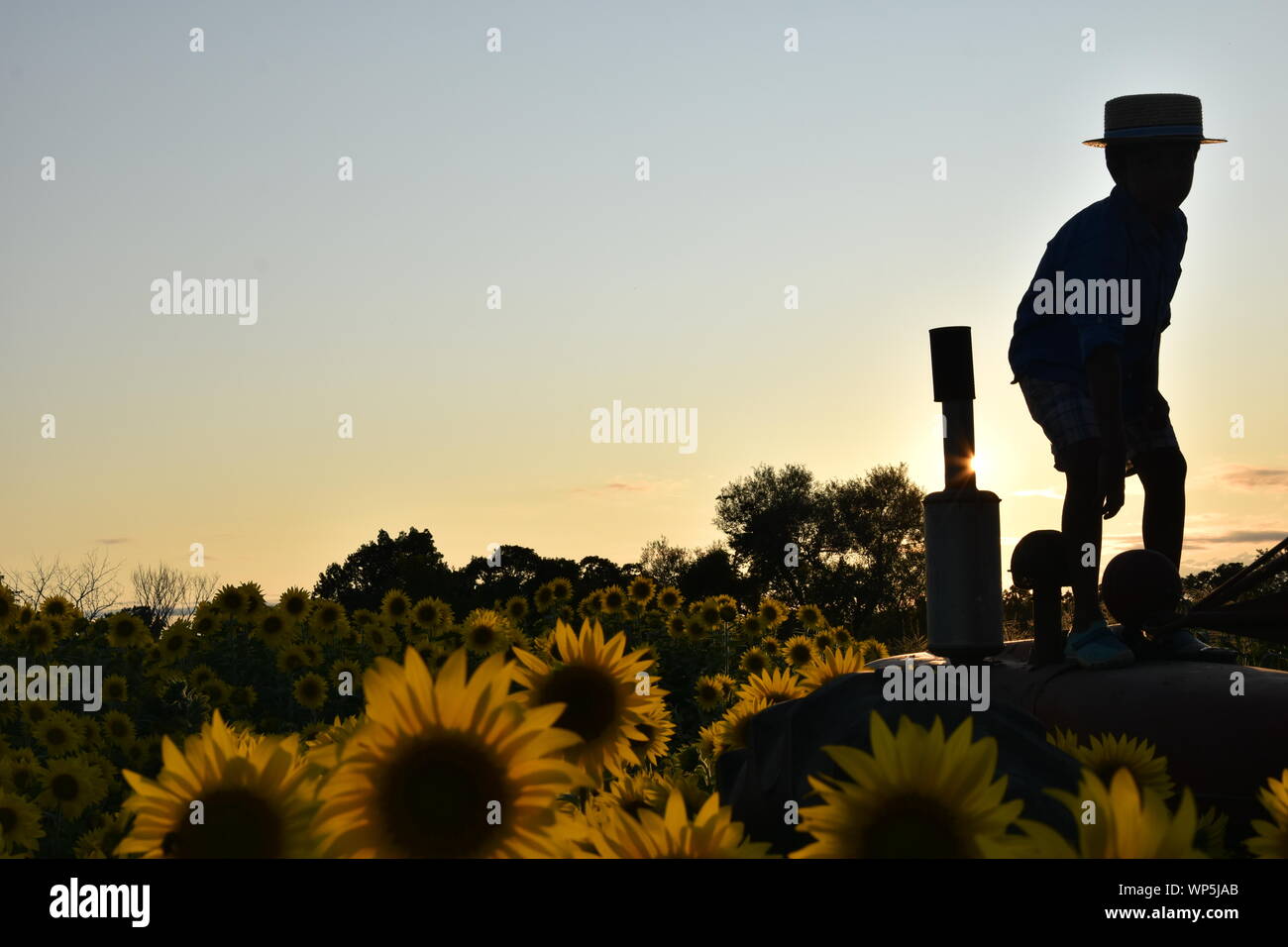 Sunflowers in the sunflower field at the famous Colby Farms in ...