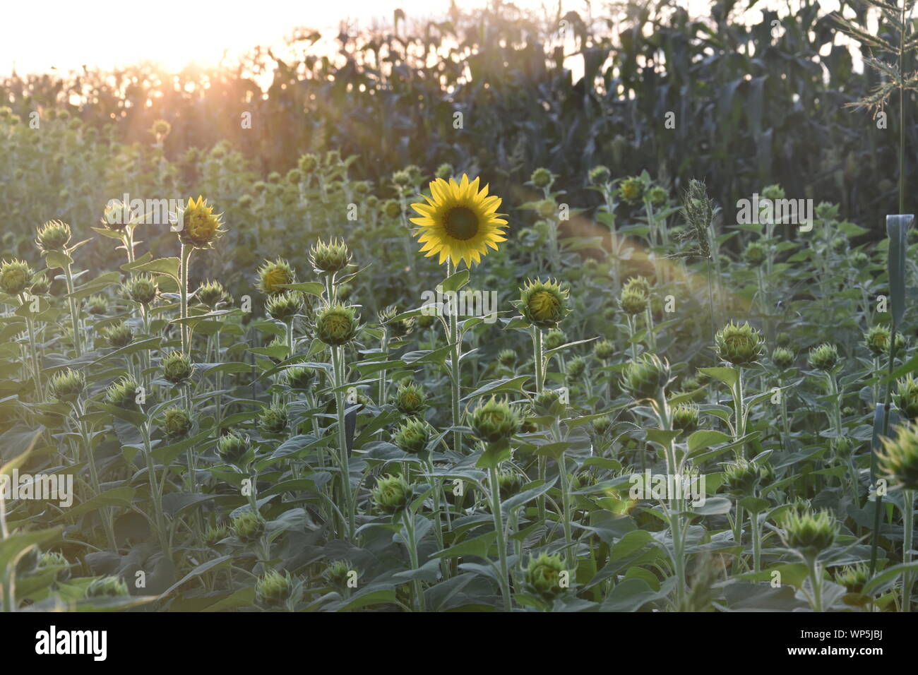 Sunflowers in the sunflower field at the famous Colby Farms in ...