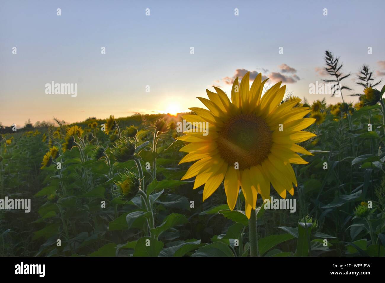 Sunflowers in the sunflower field at the famous Colby Farms in ...