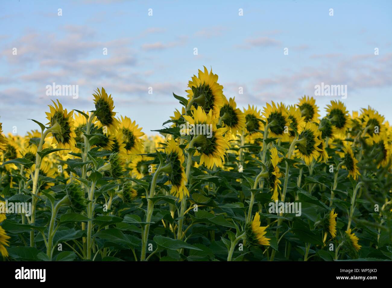 Sunflowers in the sunflower field at the famous Colby Farms in ...