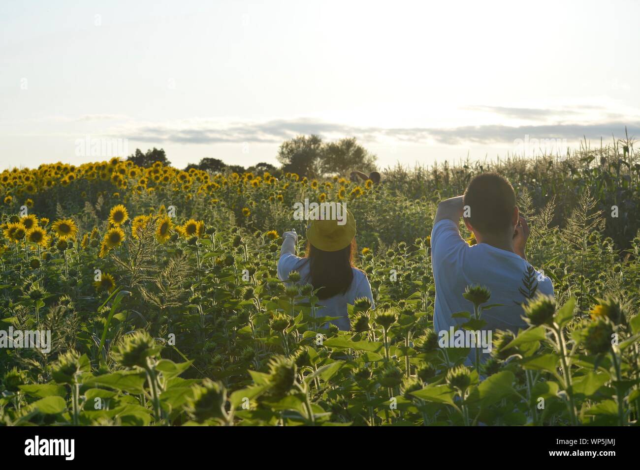 Sunflowers in the sunflower field at the famous Colby Farms in ...