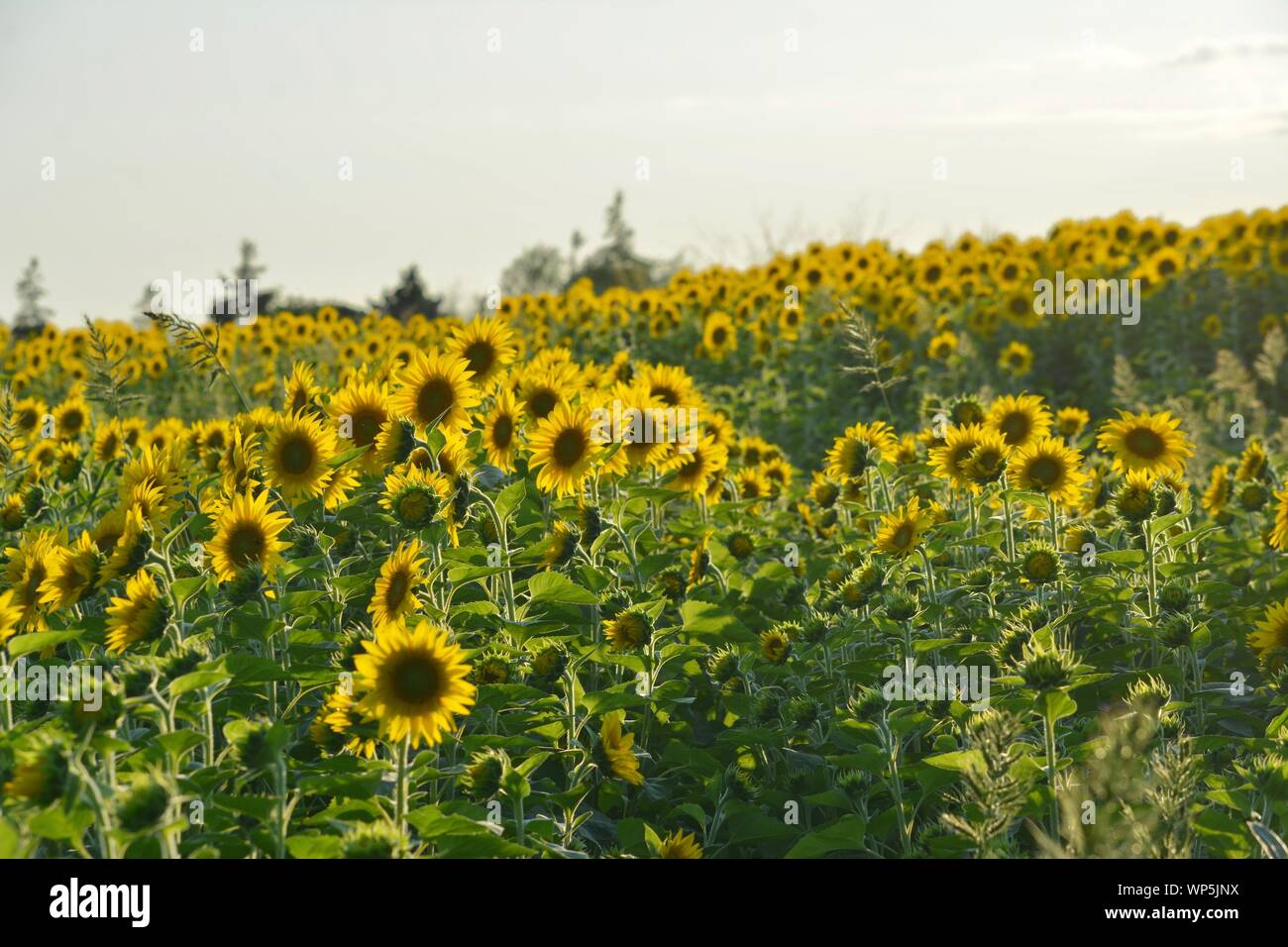 Sunflowers in the sunflower field at the famous Colby Farms in ...