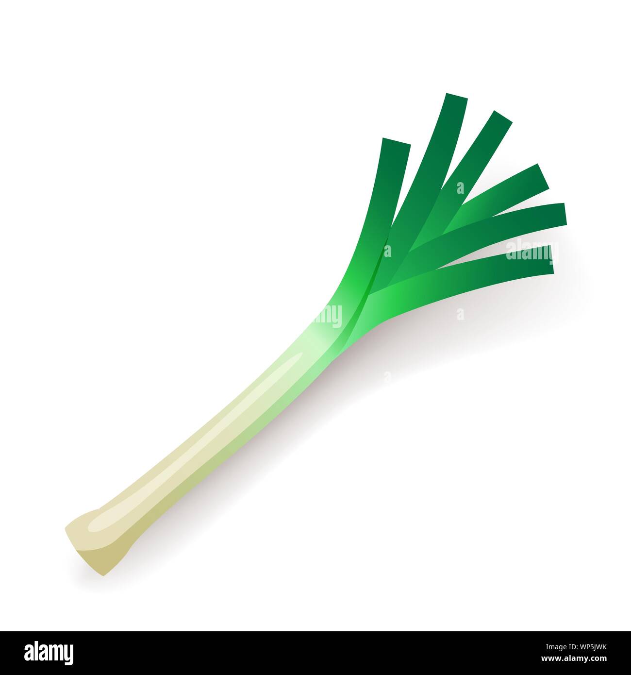 Raw ripe green leek Stock Vector Images - Alamy