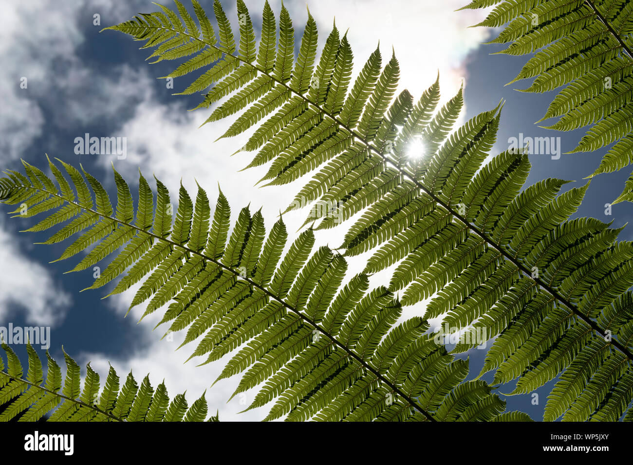 Leave detail of man fern tree at Parque Florestal das Sete Fontes ...