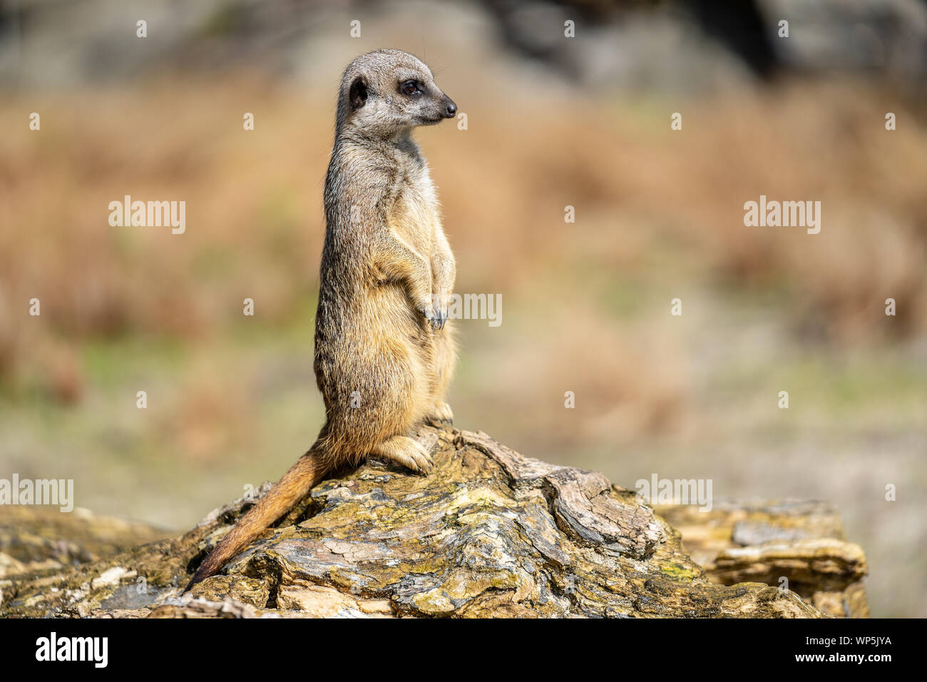 The meerkat, Suricata suricatta or suricate is a small carnivoran in ...