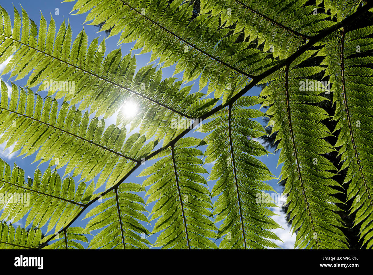 Leave detail of man fern tree at Parque Florestal das Sete Fontes ...