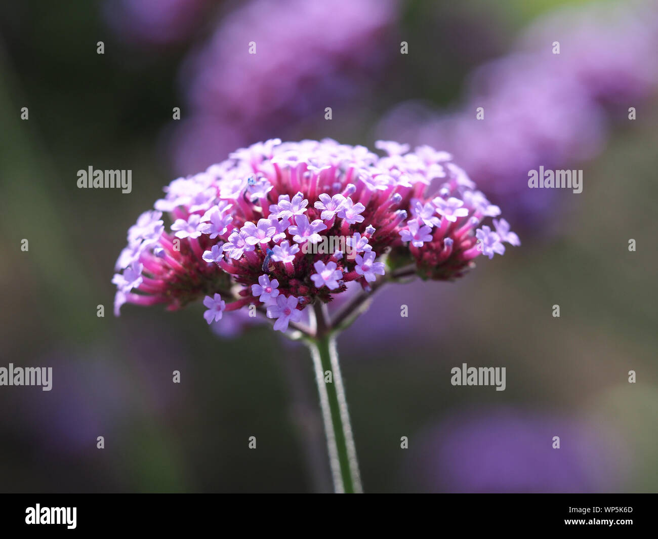 Achillea flower garden plant hi-res stock photography and images - Alamy